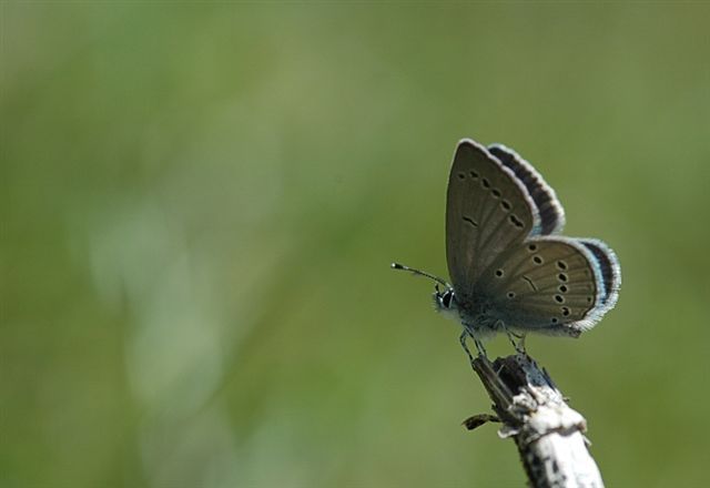 How Butterflies Adapt When Climate Changes | Live Science