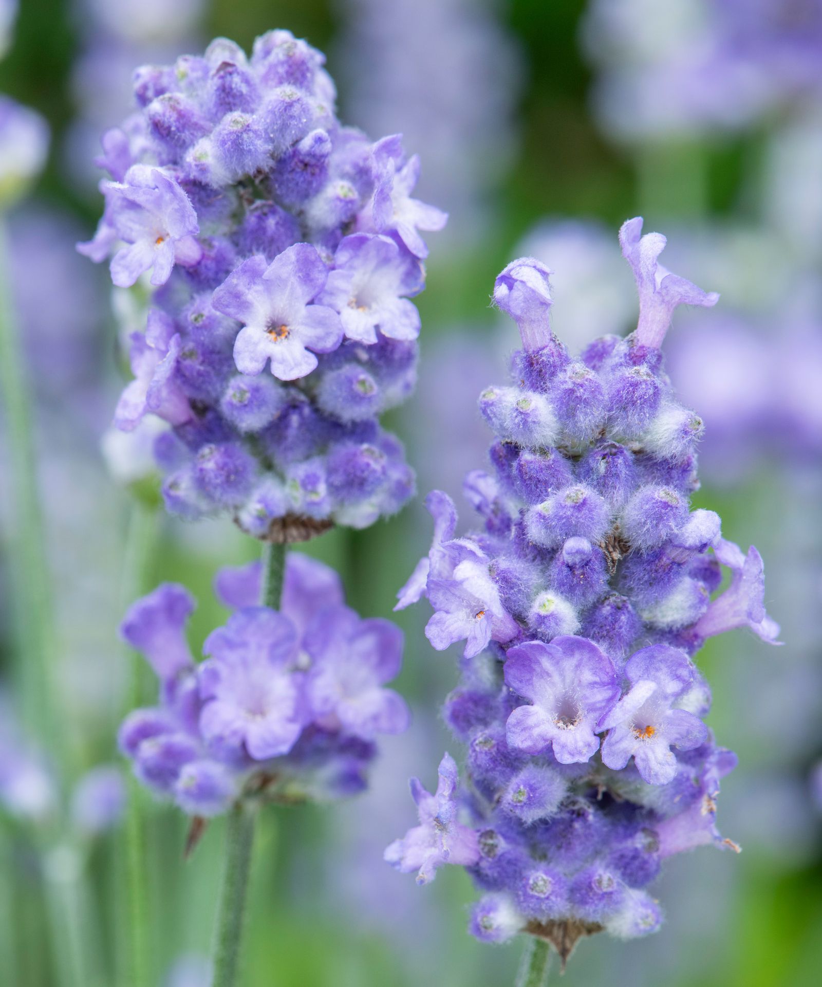 Best lavender varieties: 14 fragrant picks for every garden | Homes and ...