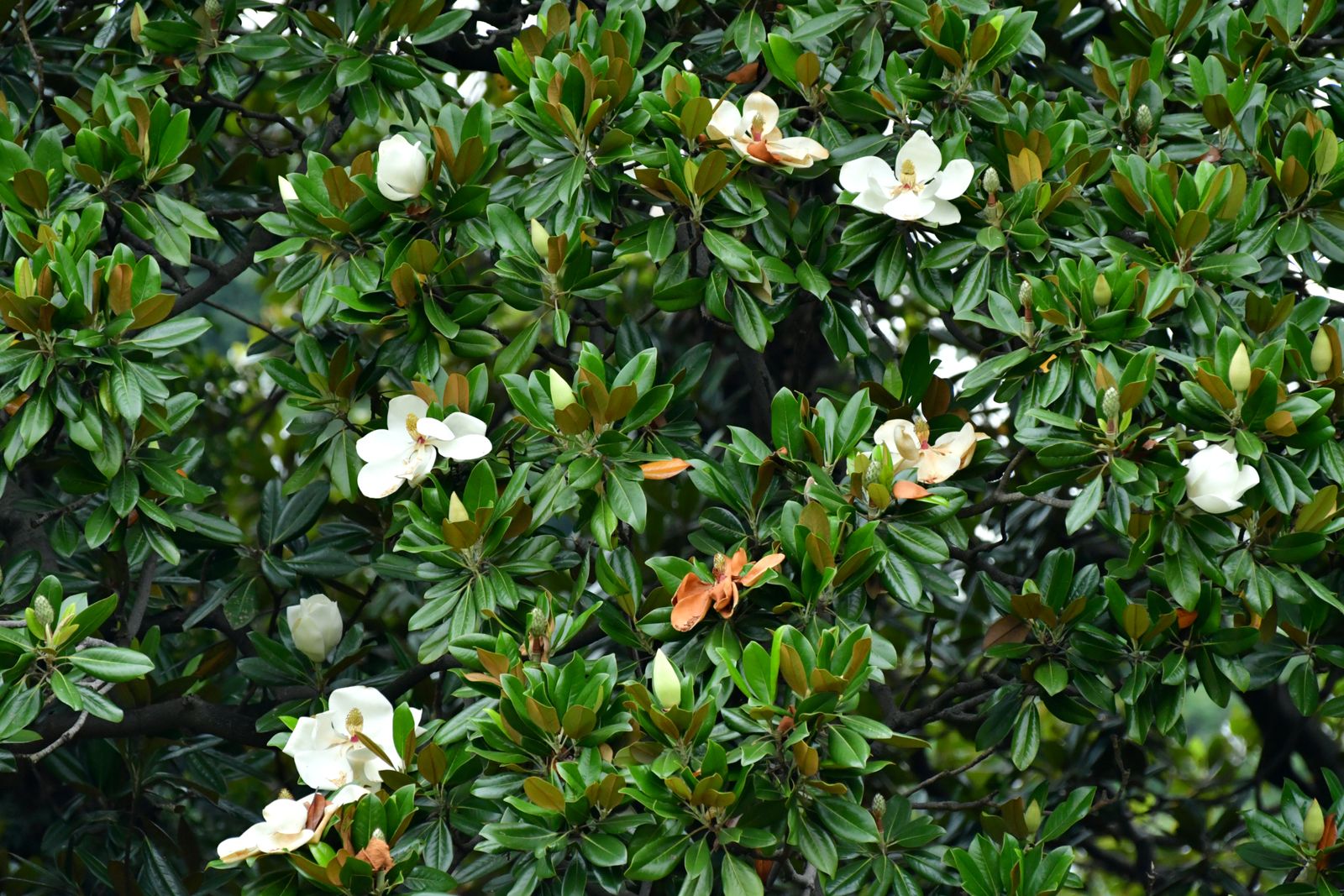 Best Trees for Privacy — 13 Varieties to Help Screen a Yard | Livingetc