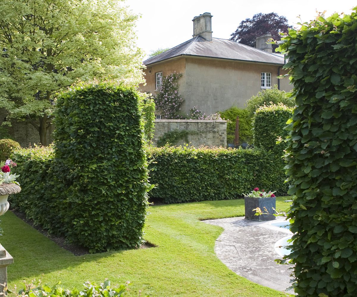 5 fast growing hedges for creating privacy in no time | Homebuilding