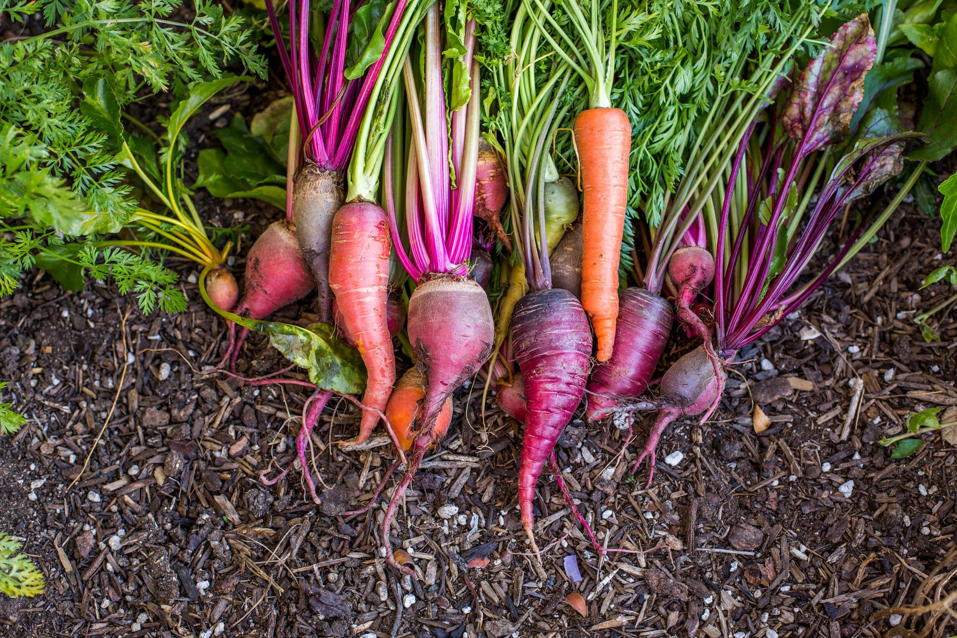 How to grow vegetables which look as good as they taste | Country Life