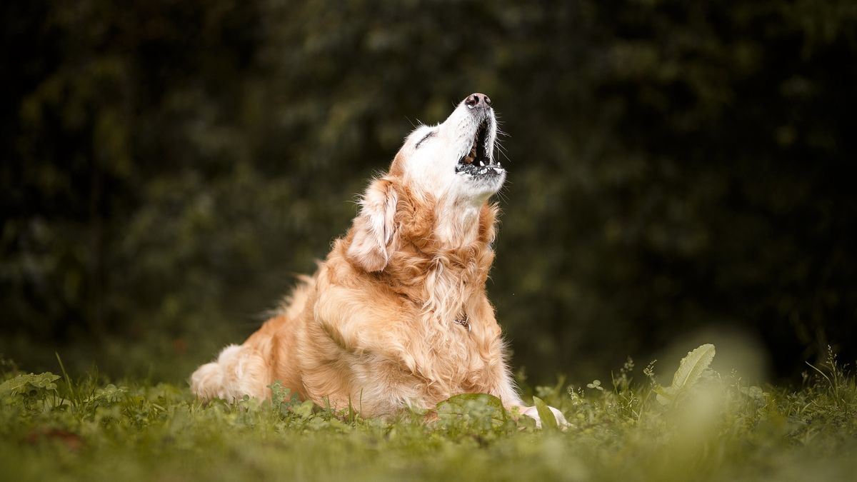 32 biggest barkers - most vocal dog breeds. | PetsRadar