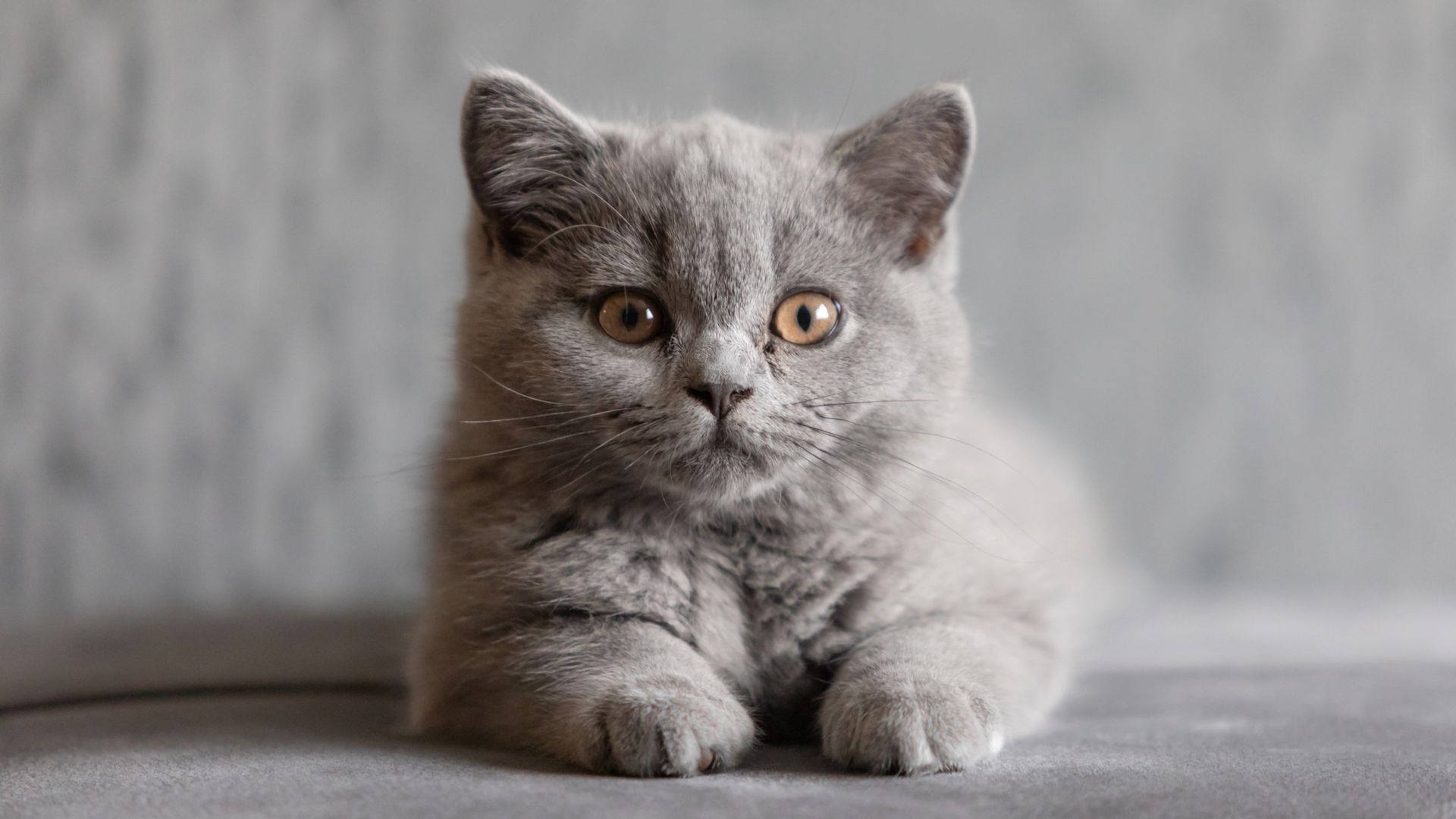 How to tell if your kitten is overweight: A vet’s guide | PetsRadar