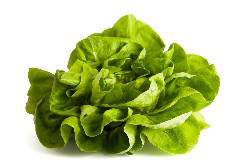 What Is Butter Lettuce: Learn About Butter Bibb Lettuce Care ...