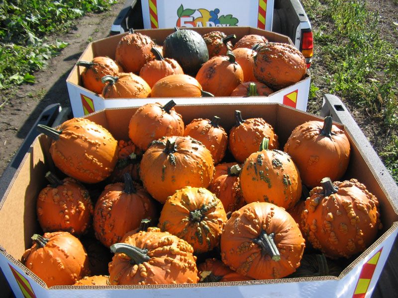 In Images: Peculiar Halloween Pumpkins: Page 2 | Live Science