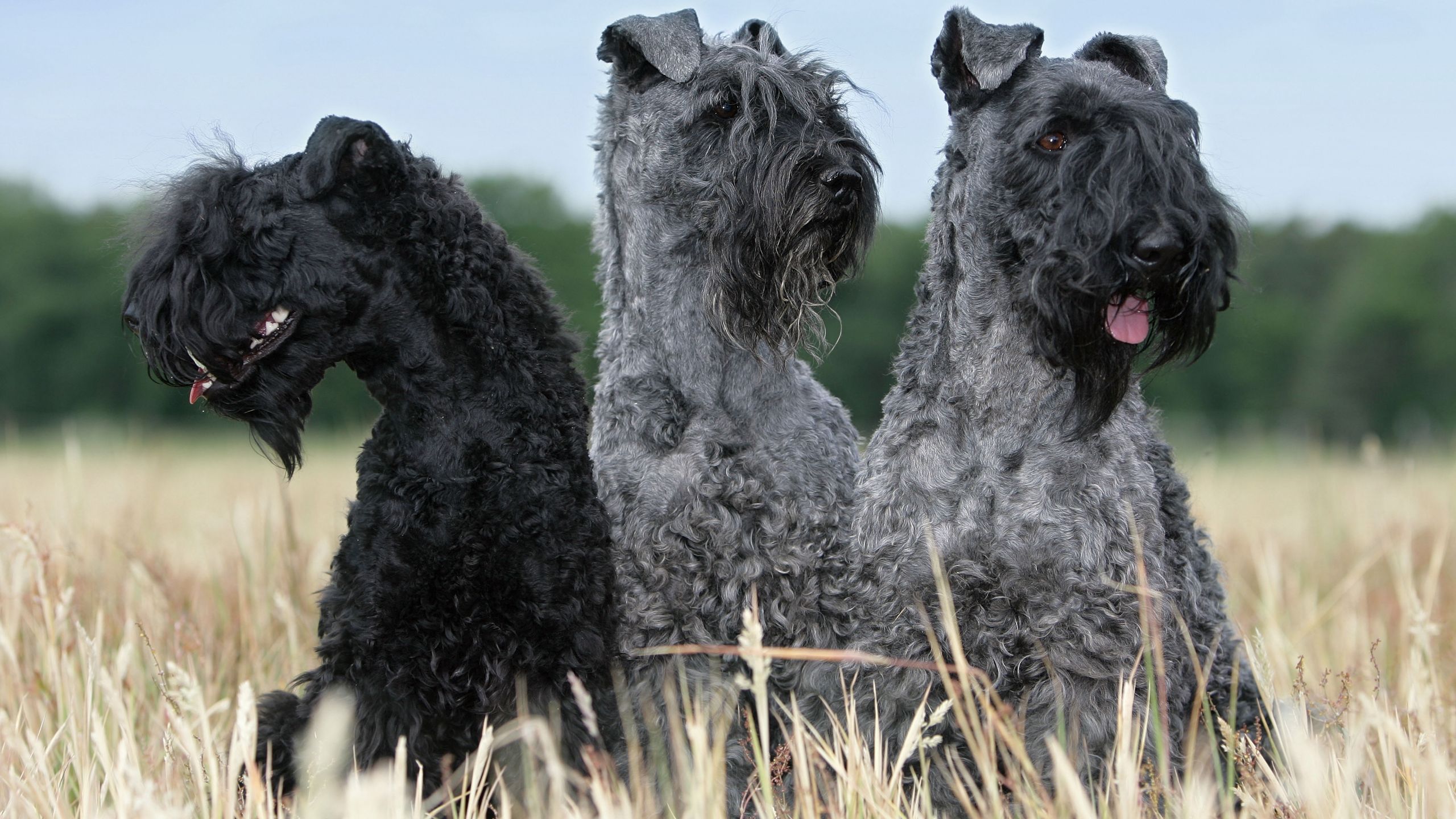 Our treasured native dog breeds are at risk of extinction | Country Life