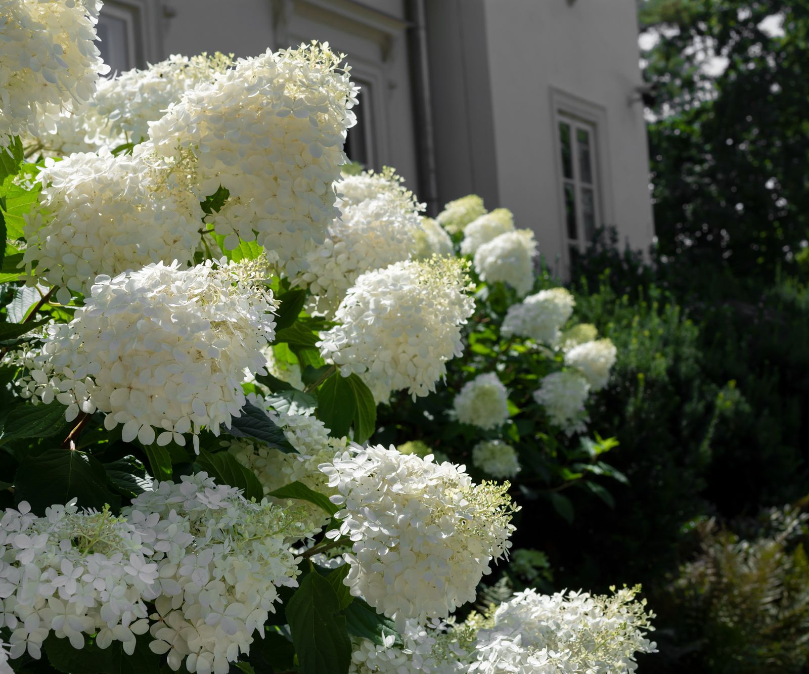 Are hydrangeas deer-resistant? 5 methods to protect them | Homes and ...