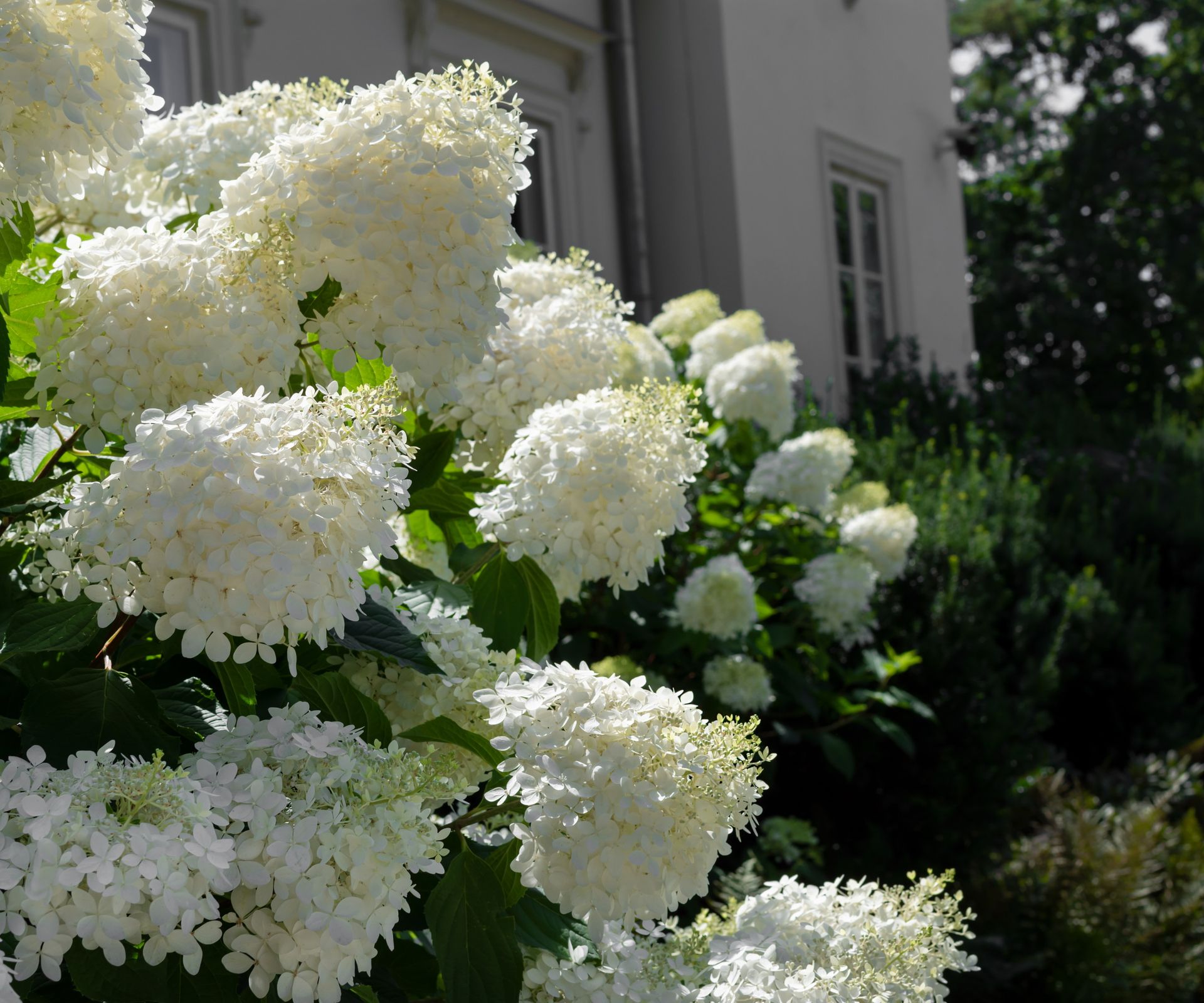 Are hydrangeas deer-resistant? 5 methods to protect them | Homes and ...