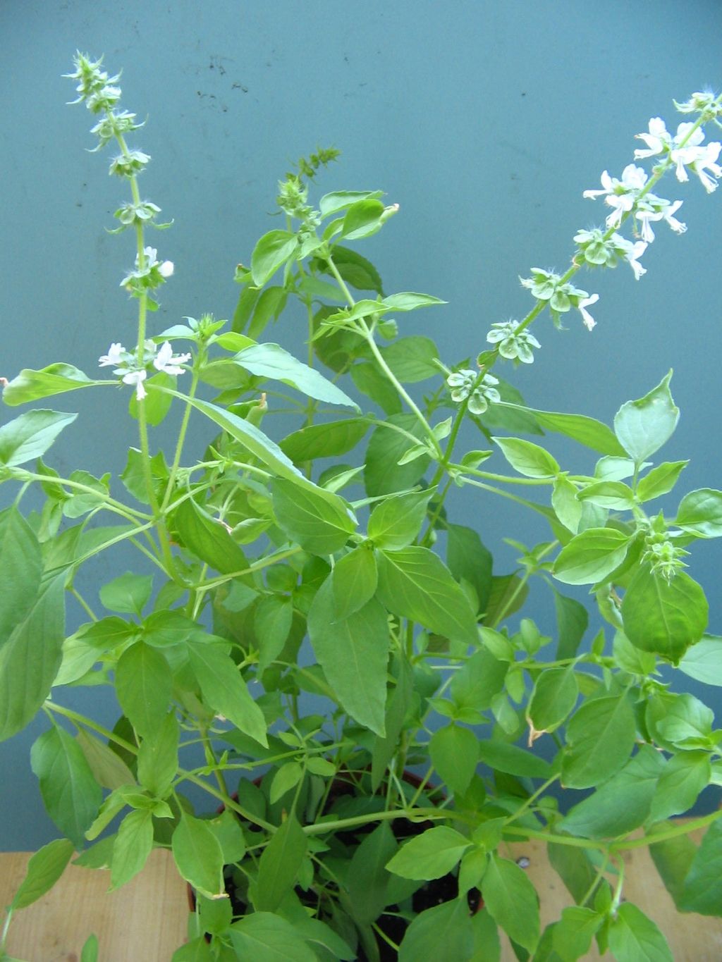 What Is Lemon Basil – Tips For Growing Lemon Basil Plants | Gardening ...