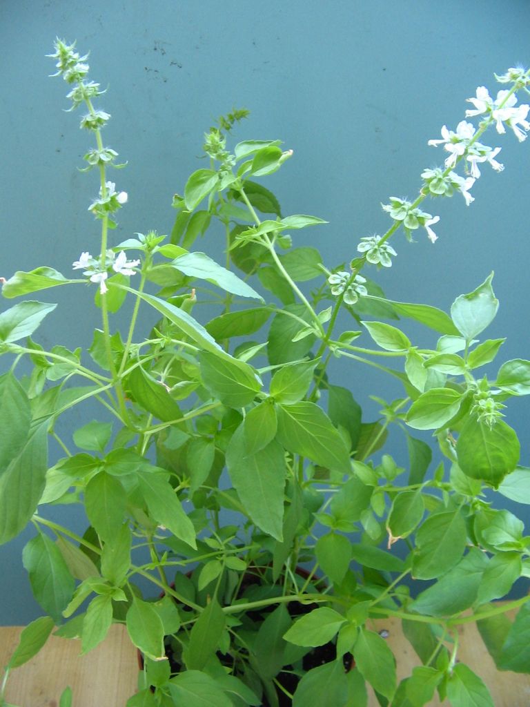 What Is Lemon Basil – Tips For Growing Lemon Basil Plants | Gardening ...