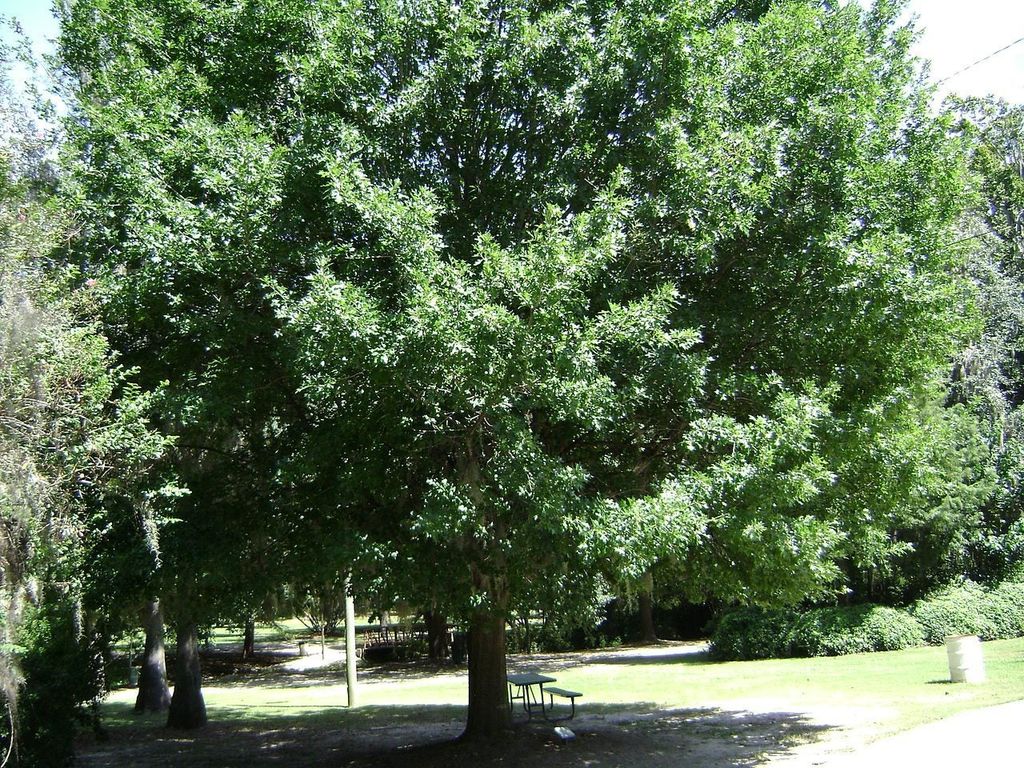 What Is A Nuttall Oak: Learn How To Grow A Nuttall Oak Tree | Gardening ...