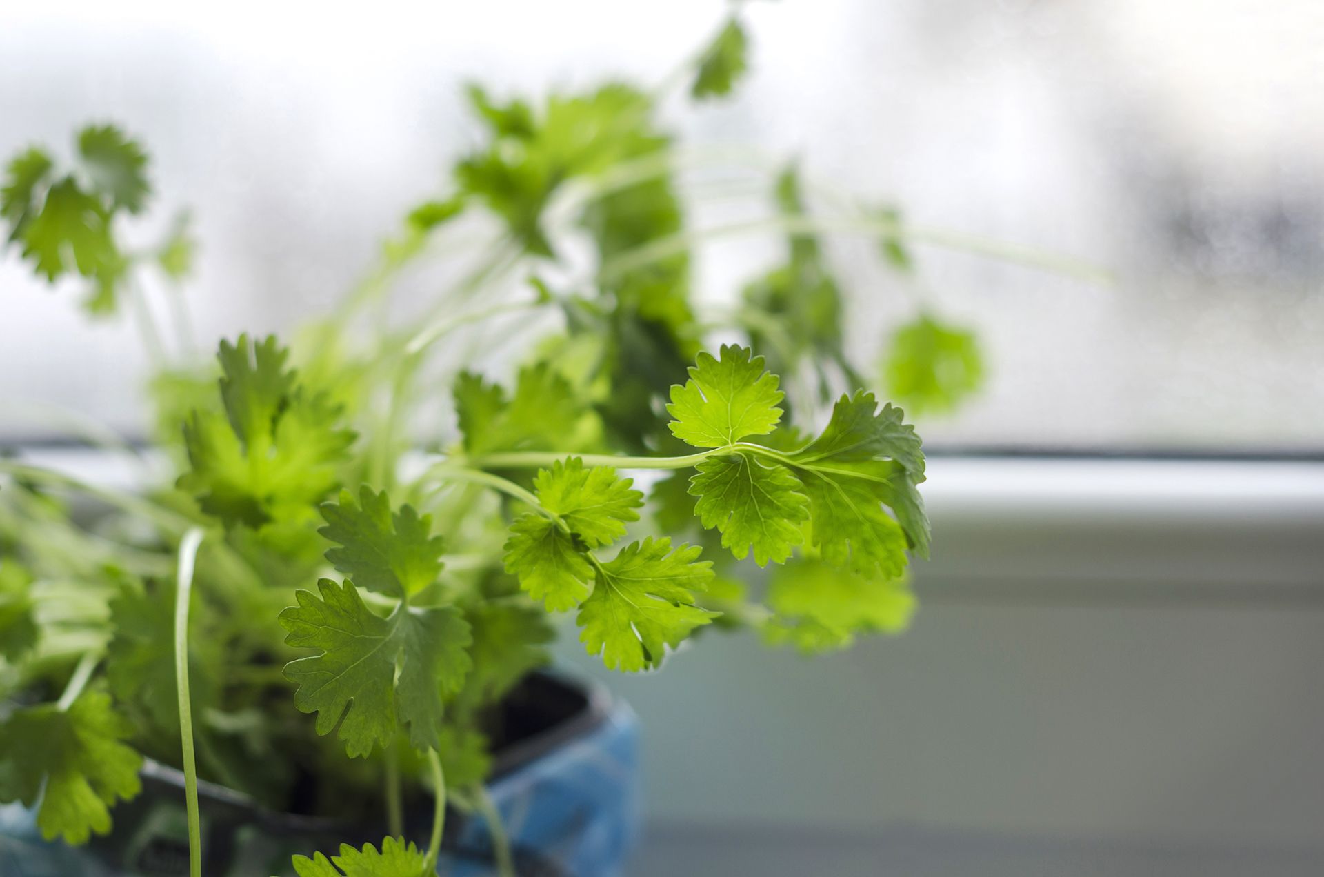 How to grow cilantro | Homes and Gardens