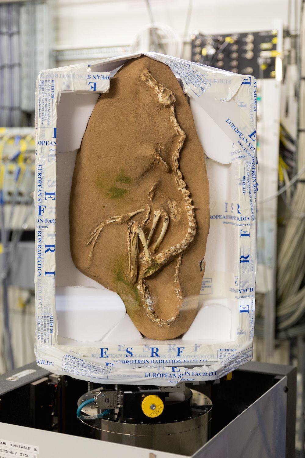 Photos: Analyzing an Amazing, Amphibious Dinosaur | Live Science