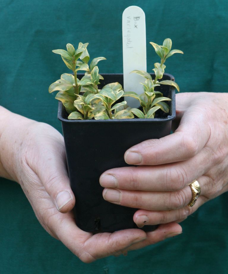 Boxwood care: a guide to growing these evergreen shrubs | Gardeningetc