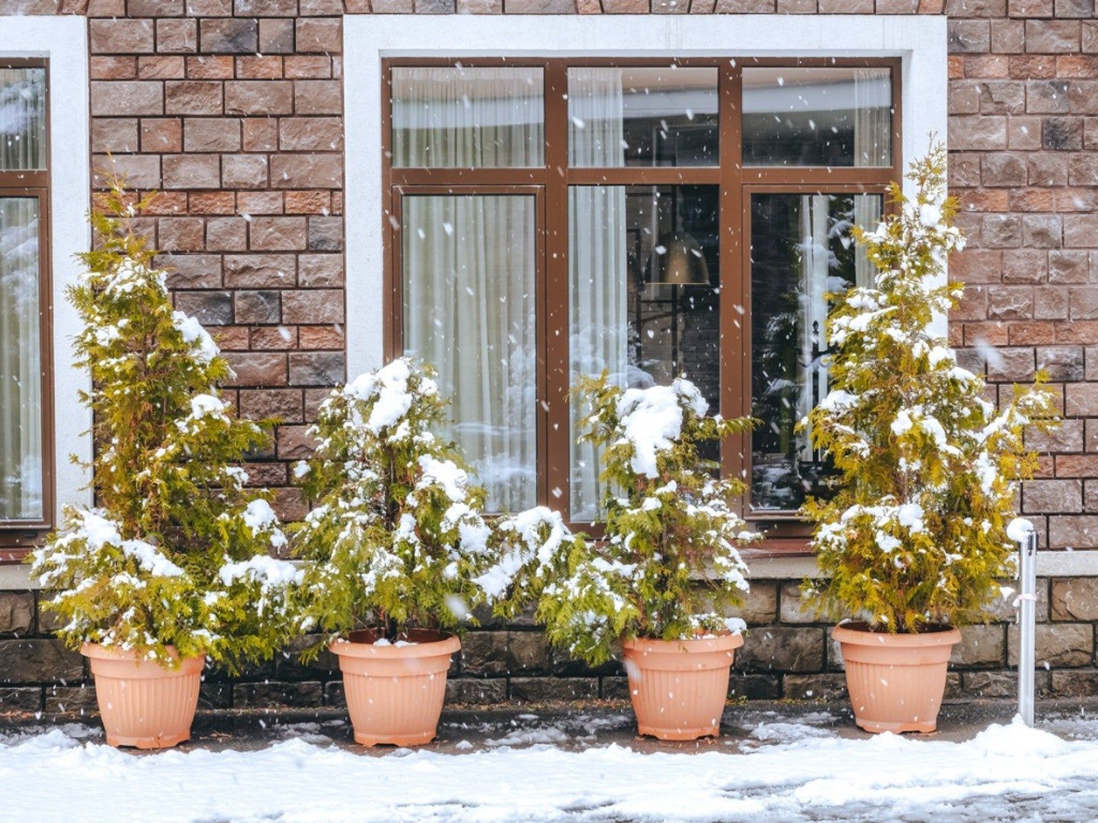 Winter Protection For Potted Trees - Potted Trees That Survive Winter ...