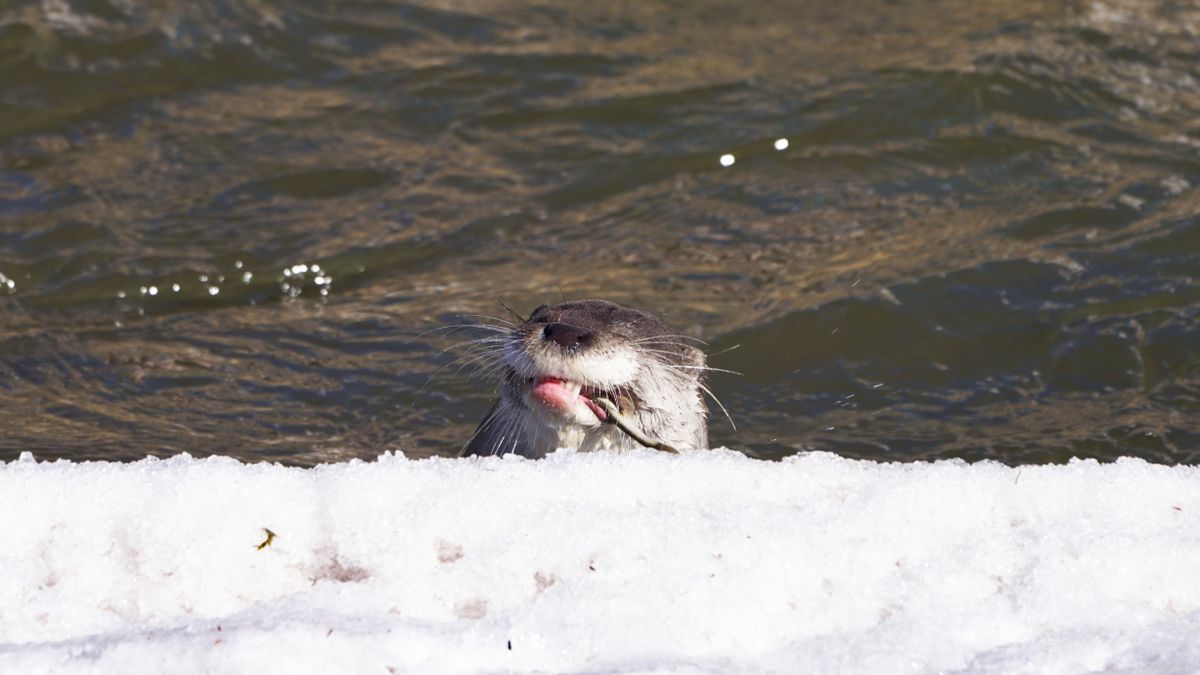 Buddhist ritual saves exotic fish from slaughter — only for ...