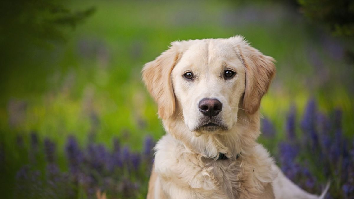 32 of the smartest dog breeds | PetsRadar