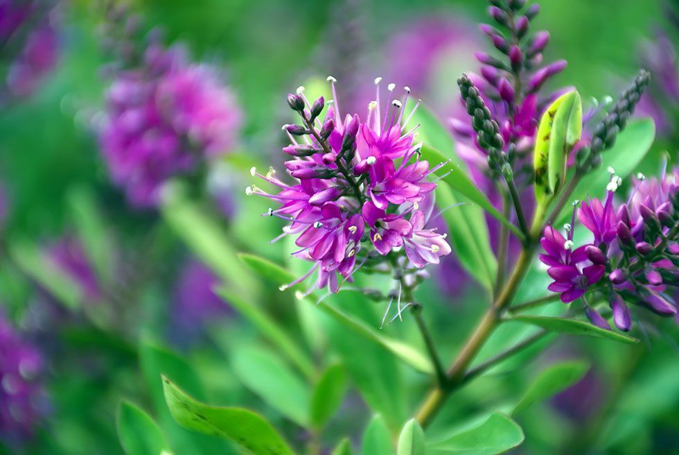 How to choose plants for traditional gardens | Real Homes