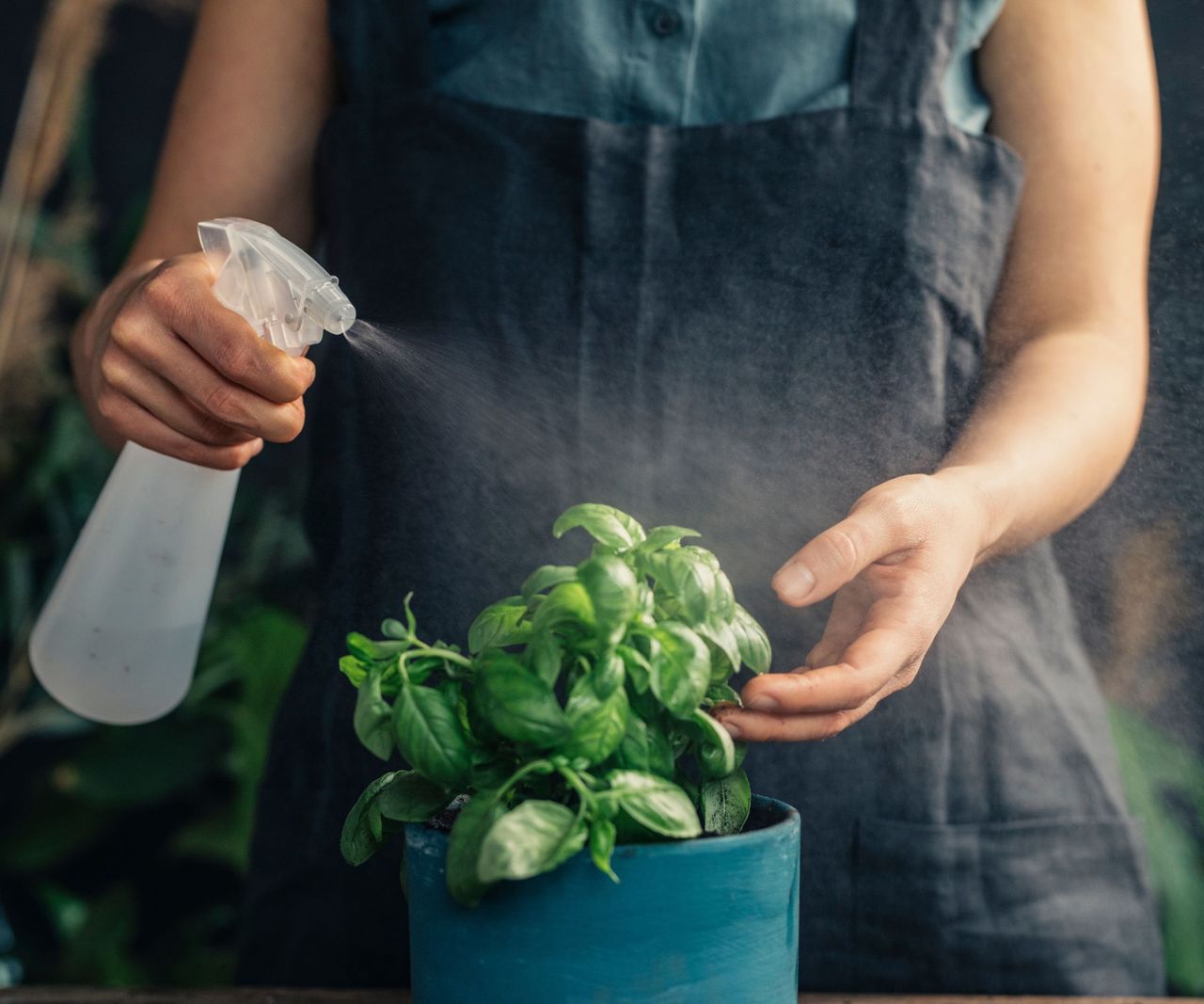 How often to water basil: expert advice for healthy herbs | Homes and Gardens