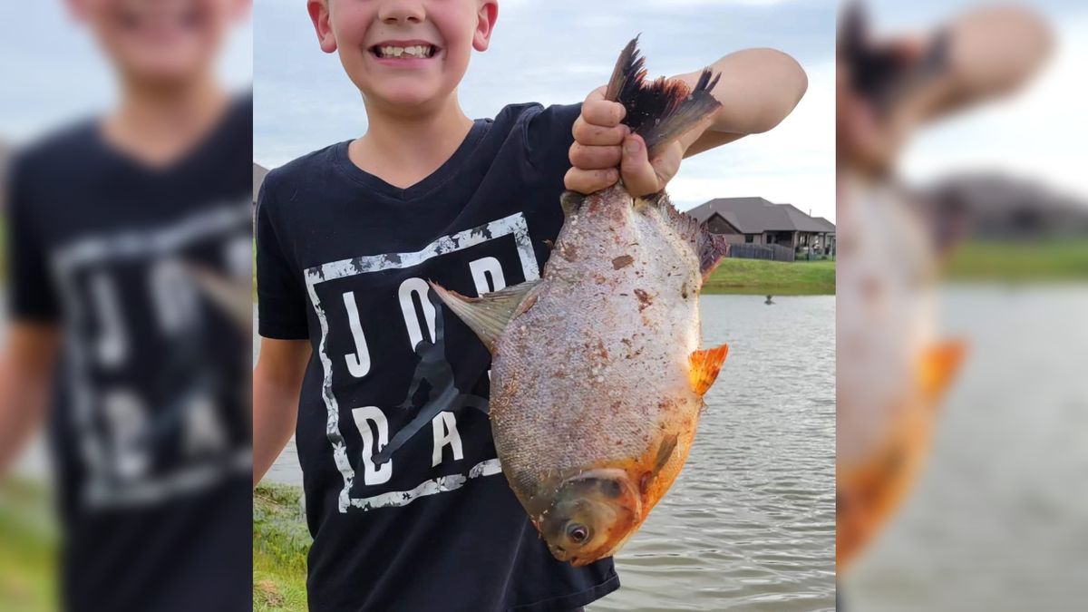 Rare piranha-like fish with 'human teeth' caught by young angler in ...