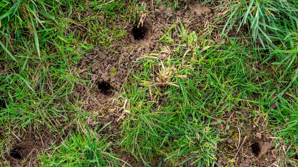 What animal is digging holes in my yard? 5 pests that could be the ...