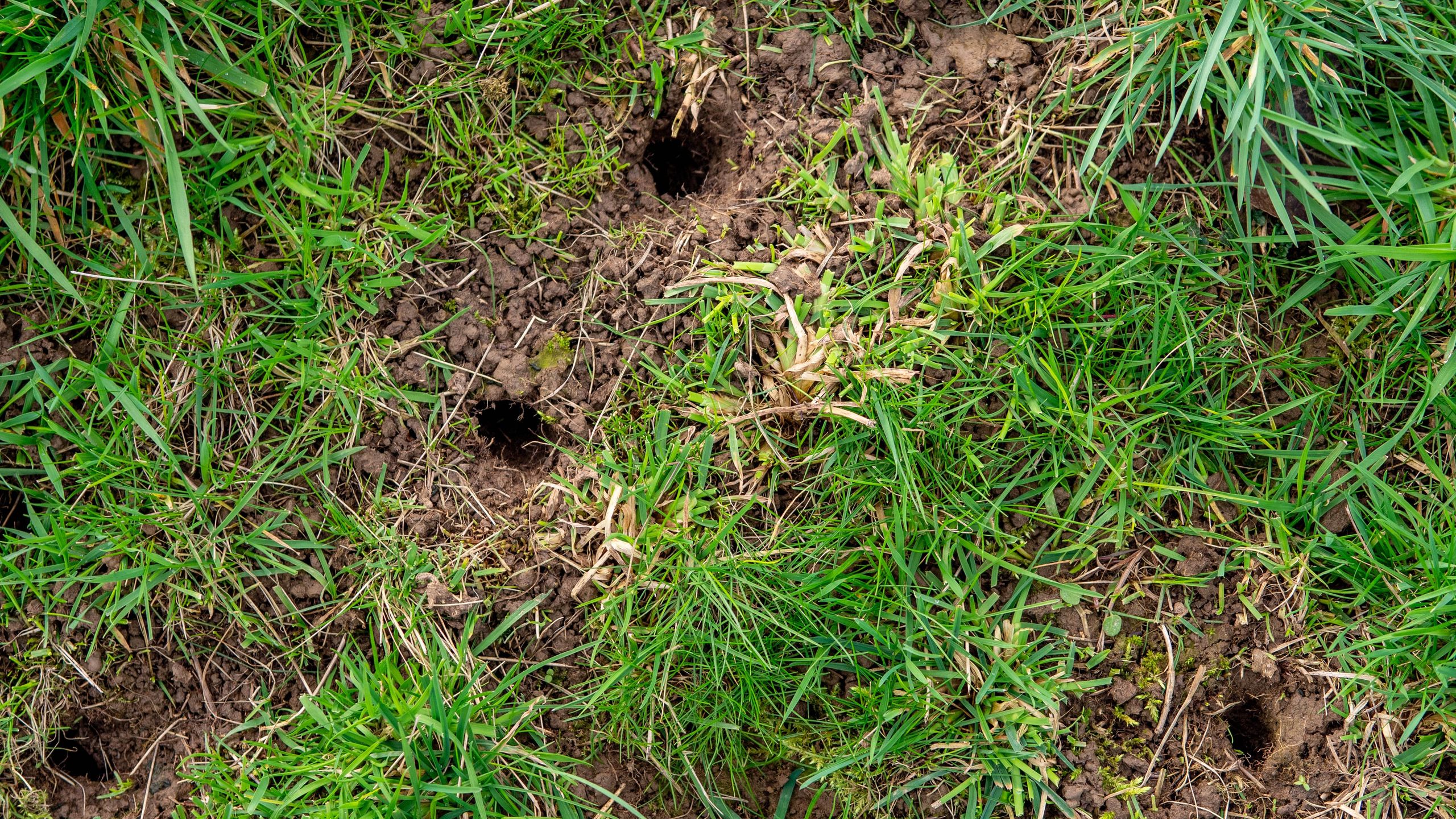 What animal is digging holes in my yard? 5 pests that could be the ...
