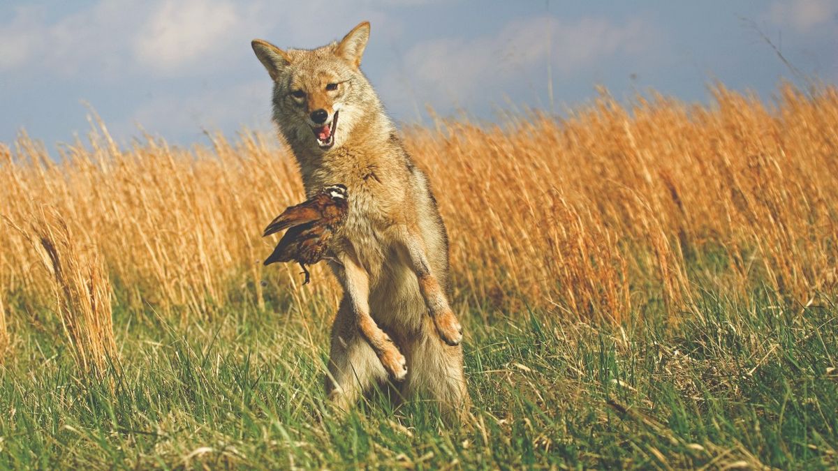 Ten fantastic facts about dogs | PetsRadar