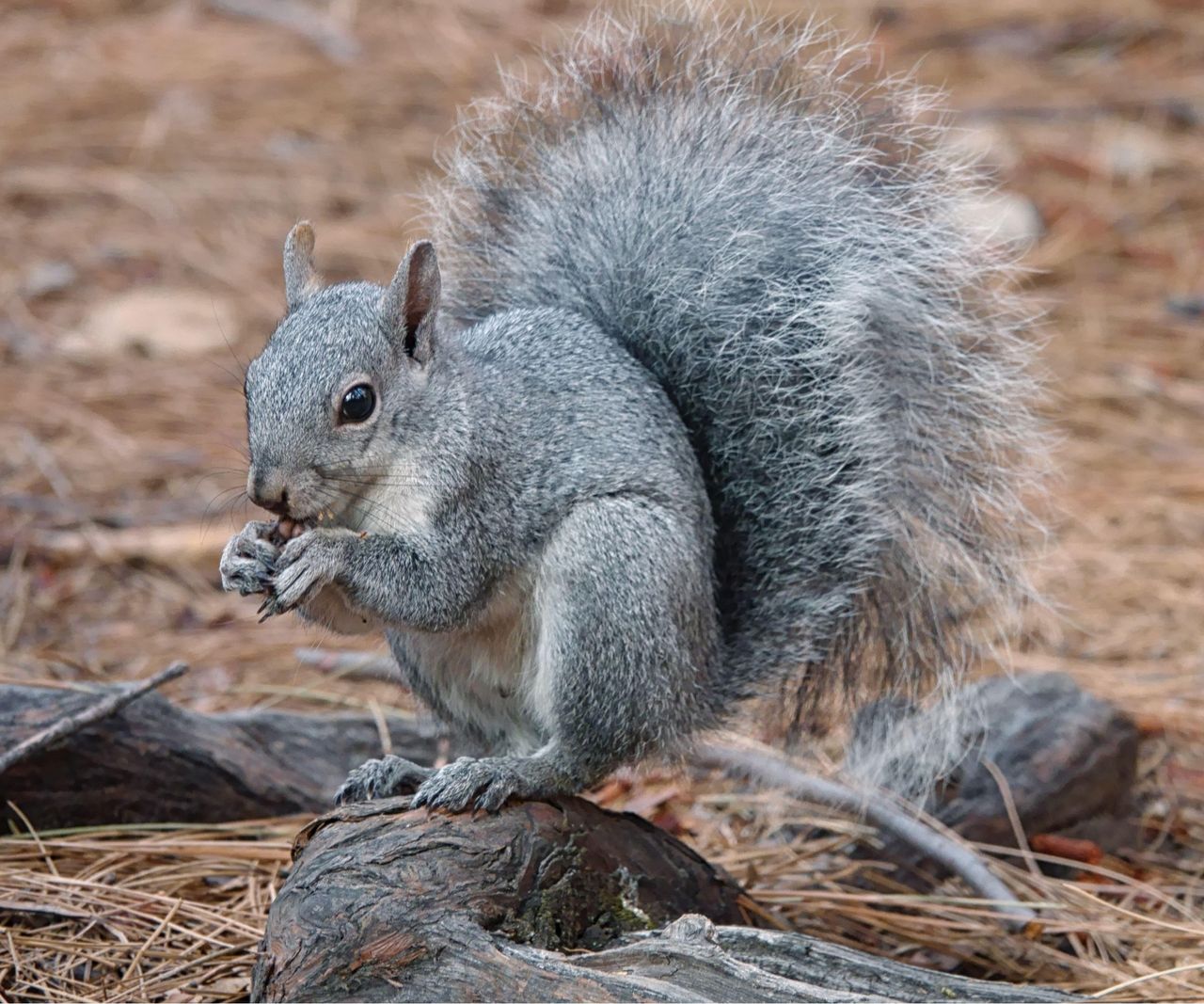 Eastern vs Western gray squirrels: what's the difference? | Homes and Gardens