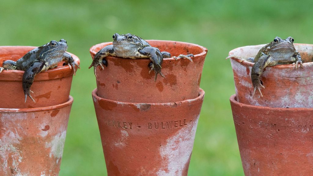 7 Best Plants For Frogs: Attract More Froggies To Your Pad! | Gardening ...