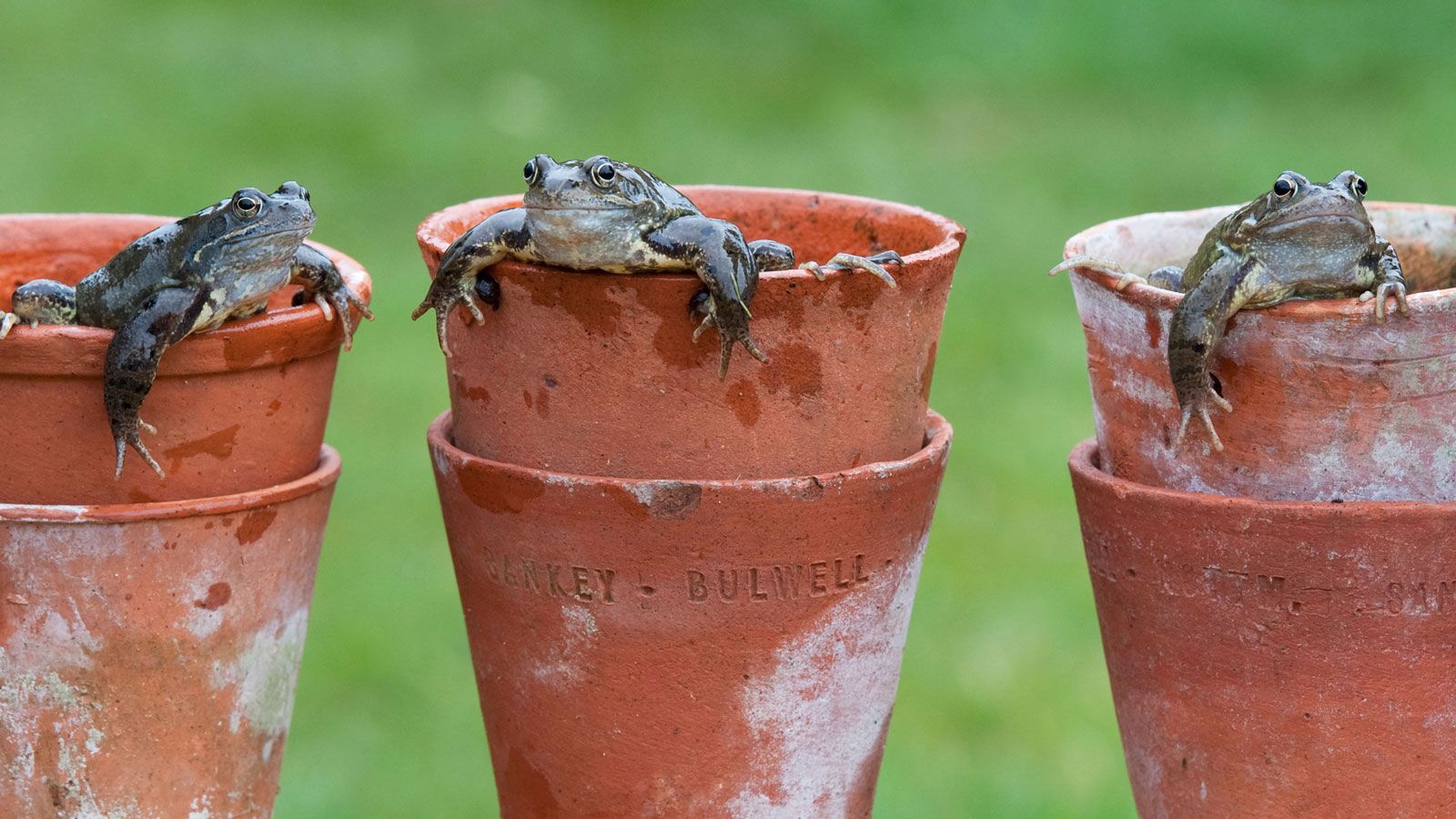7 Best Plants For Frogs: Attract More Froggies To Your Pad! | Gardening Know How
