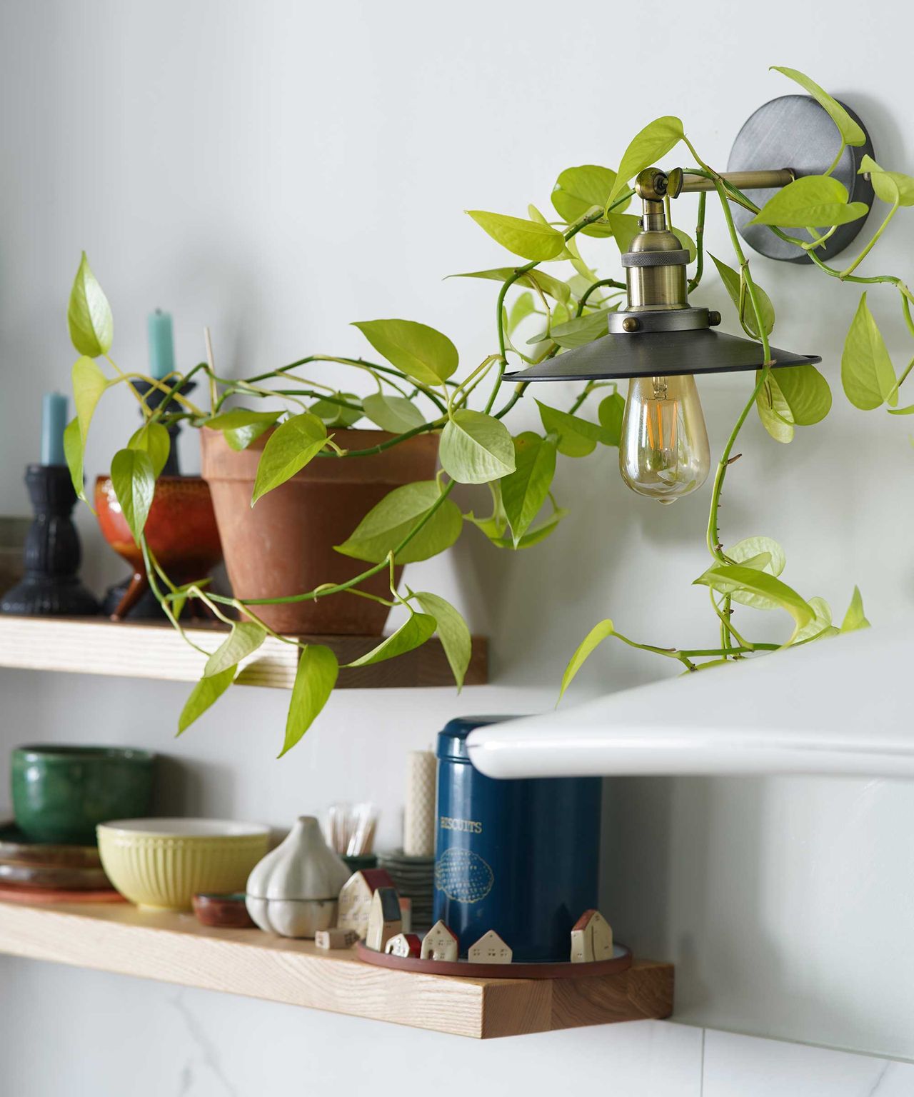 How to repot a pothos: a step-by-step expert guide | Homes and Gardens