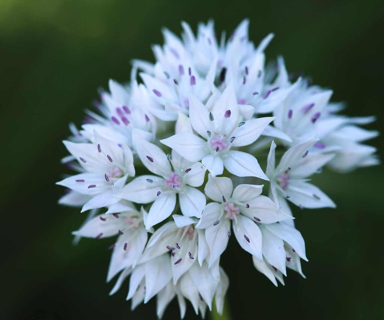8 Flowering Alliums For Showstopping Beds And Borders | Gardening Know How