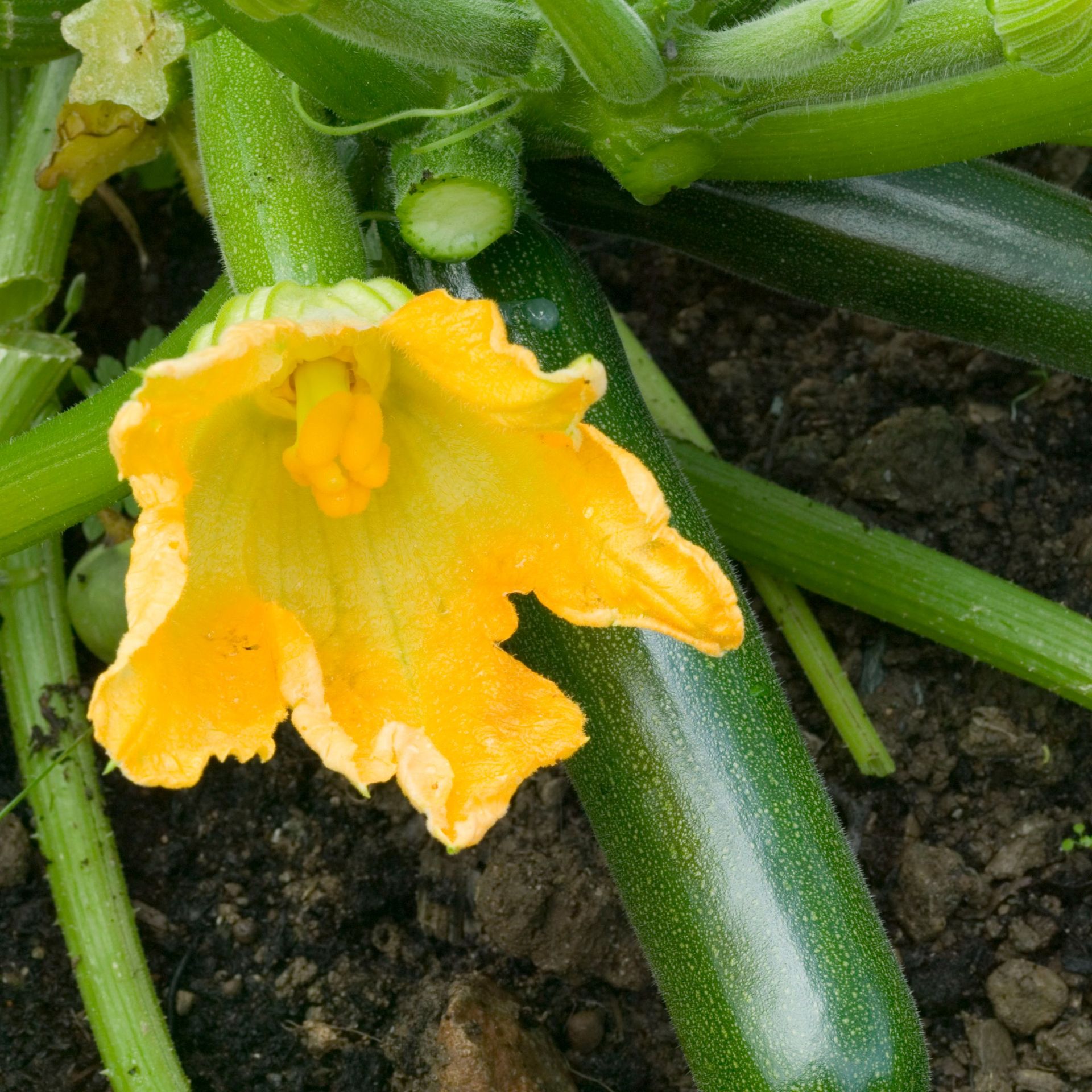 How to grow courgettes in pots to enjoy a plentiful supply | Ideal Home