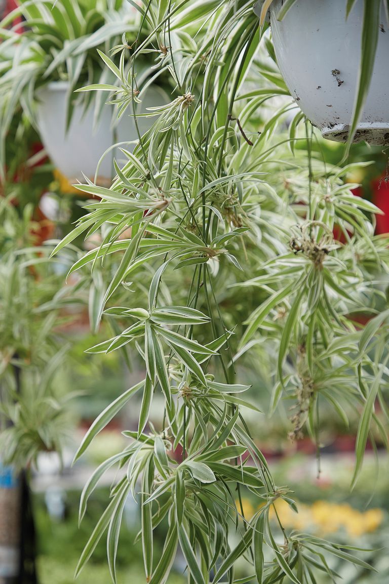 Best trailing plants for hanging baskets: 12 beautiful ideas | Homes ...