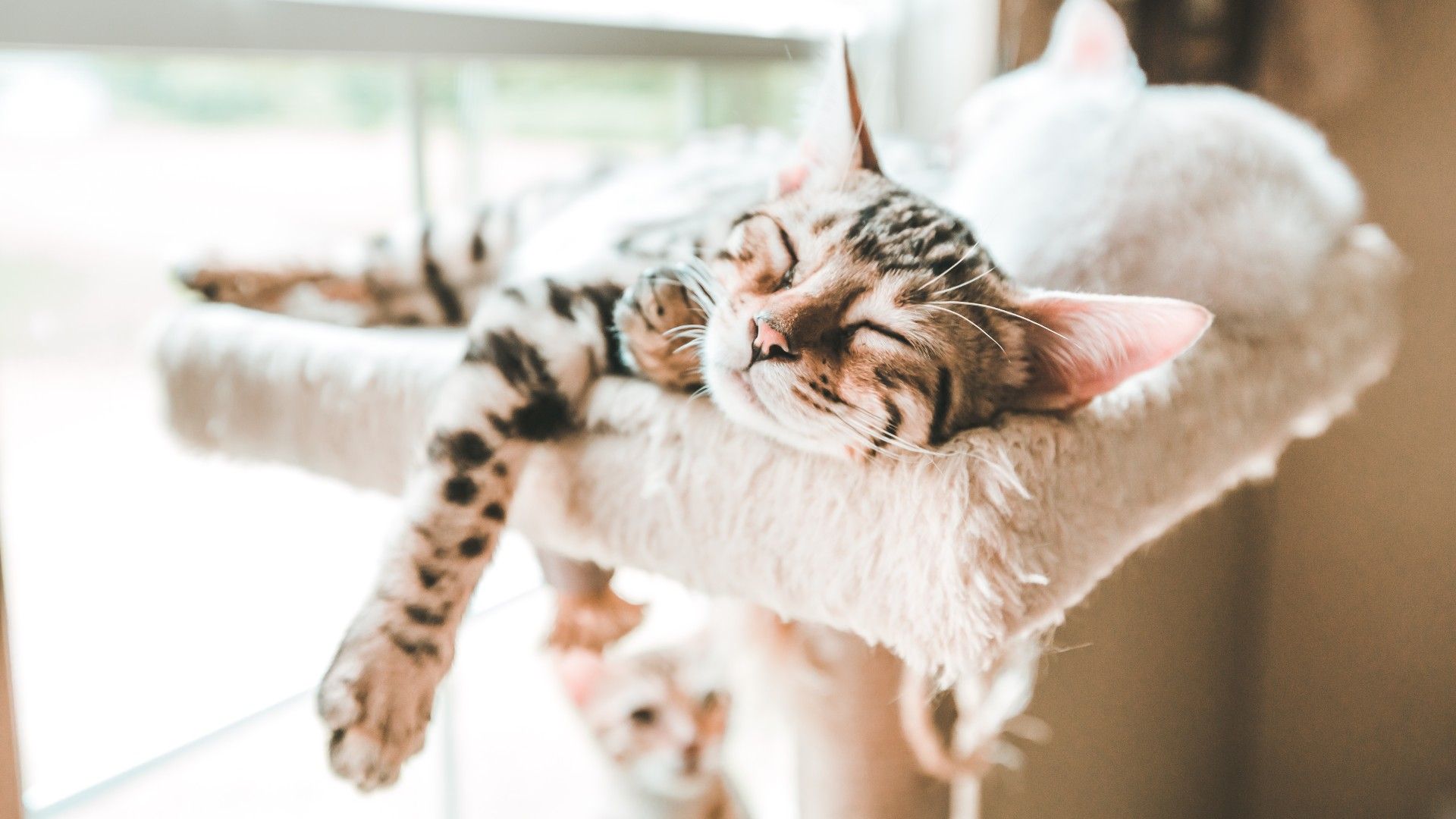 6 cat sleep positions: What they tell you about your kitty | PetsRadar