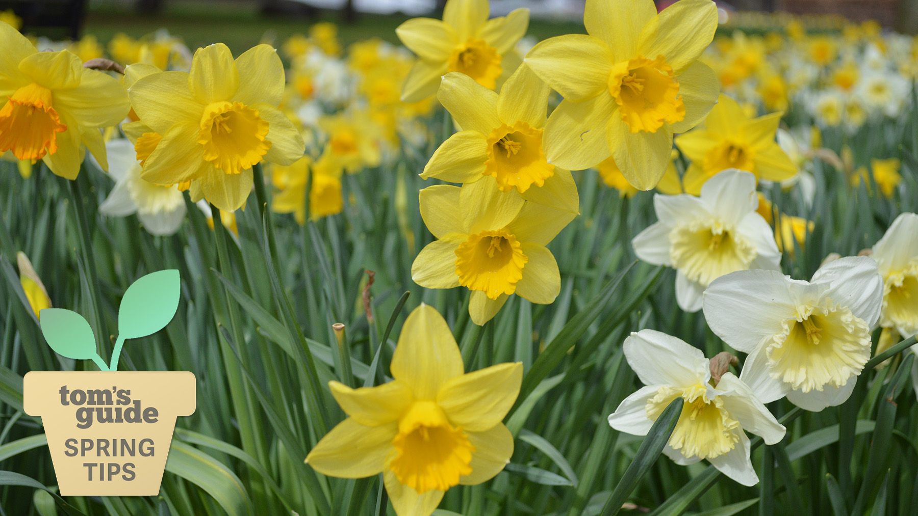 What to do with daffodils after flowering — top tips from garden experts | Tom's Guide