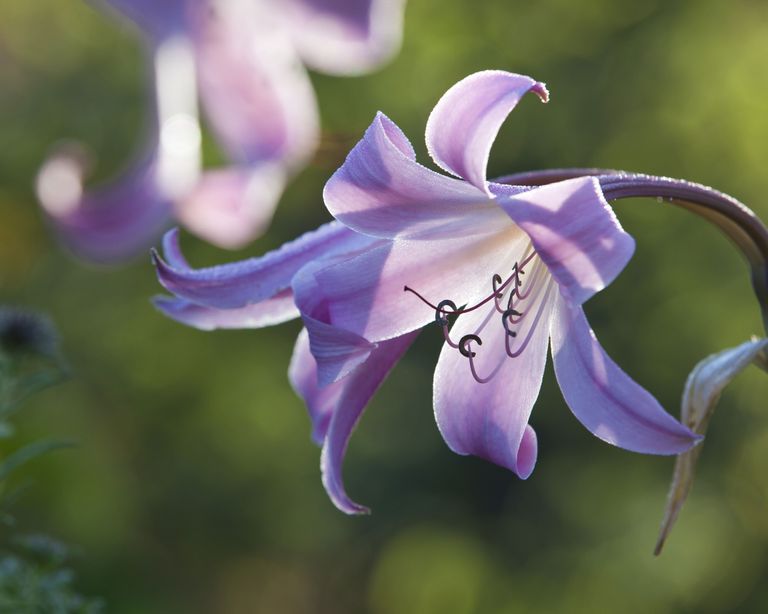 Best summer bulbs: 10 bulbs to grow and planting advice | Homes and Gardens