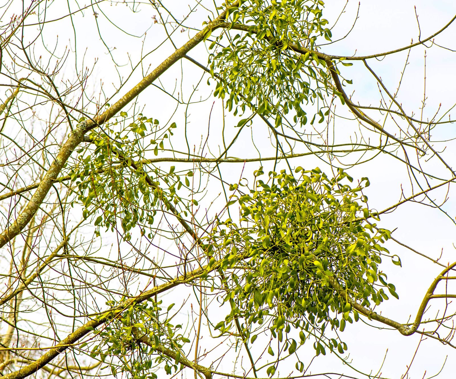 How to grow mistletoe at home to use in your Christmas decor | Homes ...