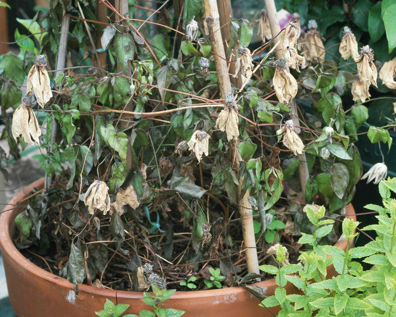 Clematis wilt: how to identify and treat this plant disease | Gardeningetc