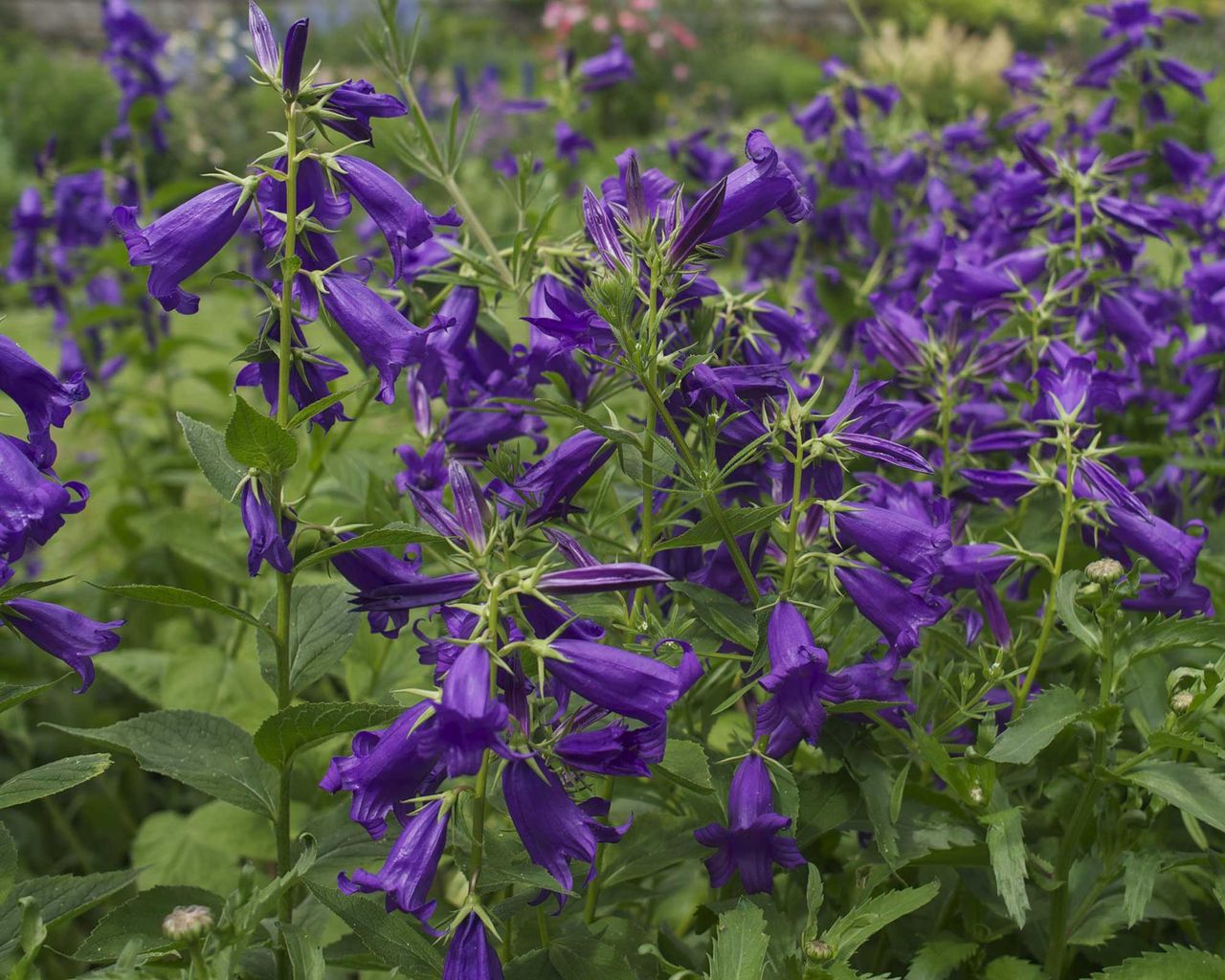 Campanula varieties: 15 top choices | Gardeningetc