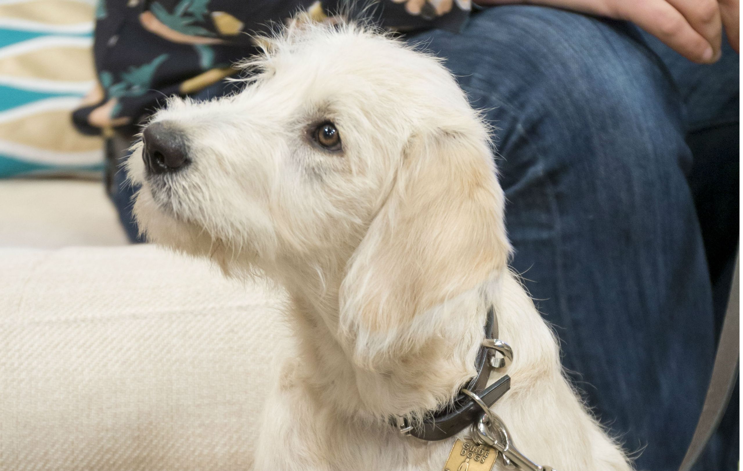 Match the Famous Dog to the TV Show - Play Our Quiz! | What to Watch