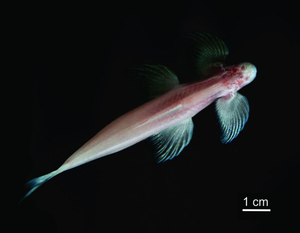 Amazing Blind Cavefish Walks Up Rocks and Waterfalls | Live Science