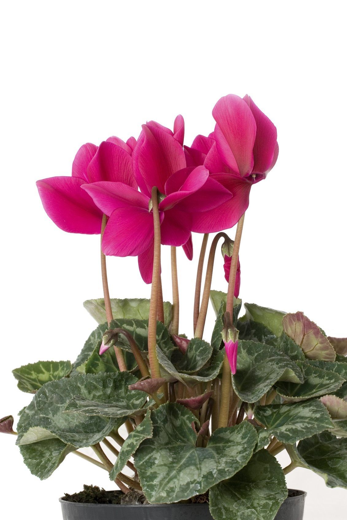 Cyclamen Dormancy Care: How To Care For Dormant Cyclamen Plants ...