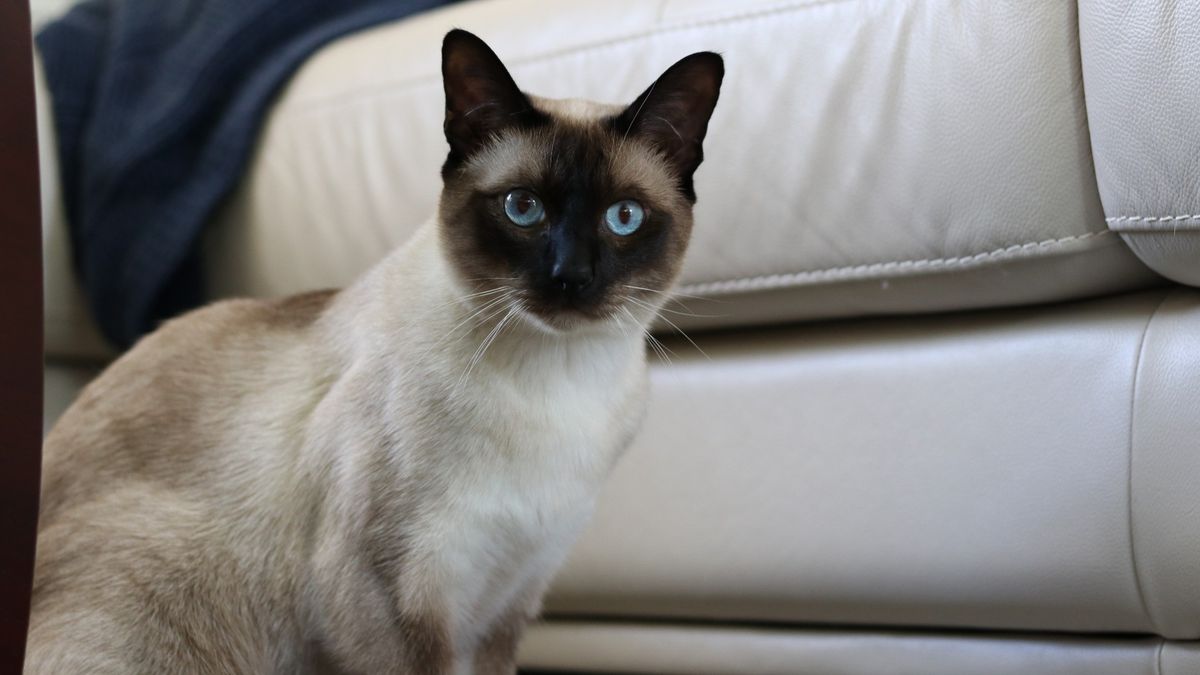 24 most affectionate cat breeds who love a good cuddle | PetsRadar