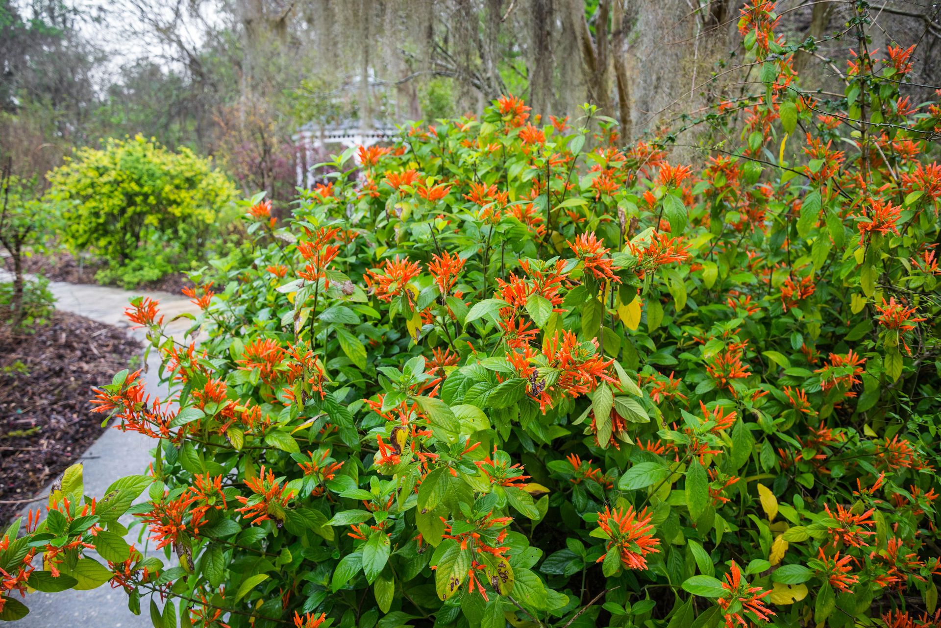The 11 best plants for heat and cold | Livingetc