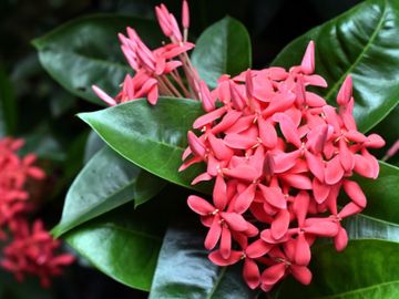 Ixora Pruning Guide: How And When Should I Prune My Ixora | Gardening ...