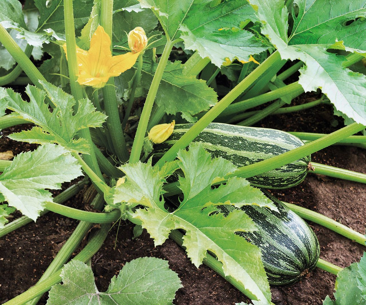 How to spot zucchini diseases and deal with problems | Homes and Gardens