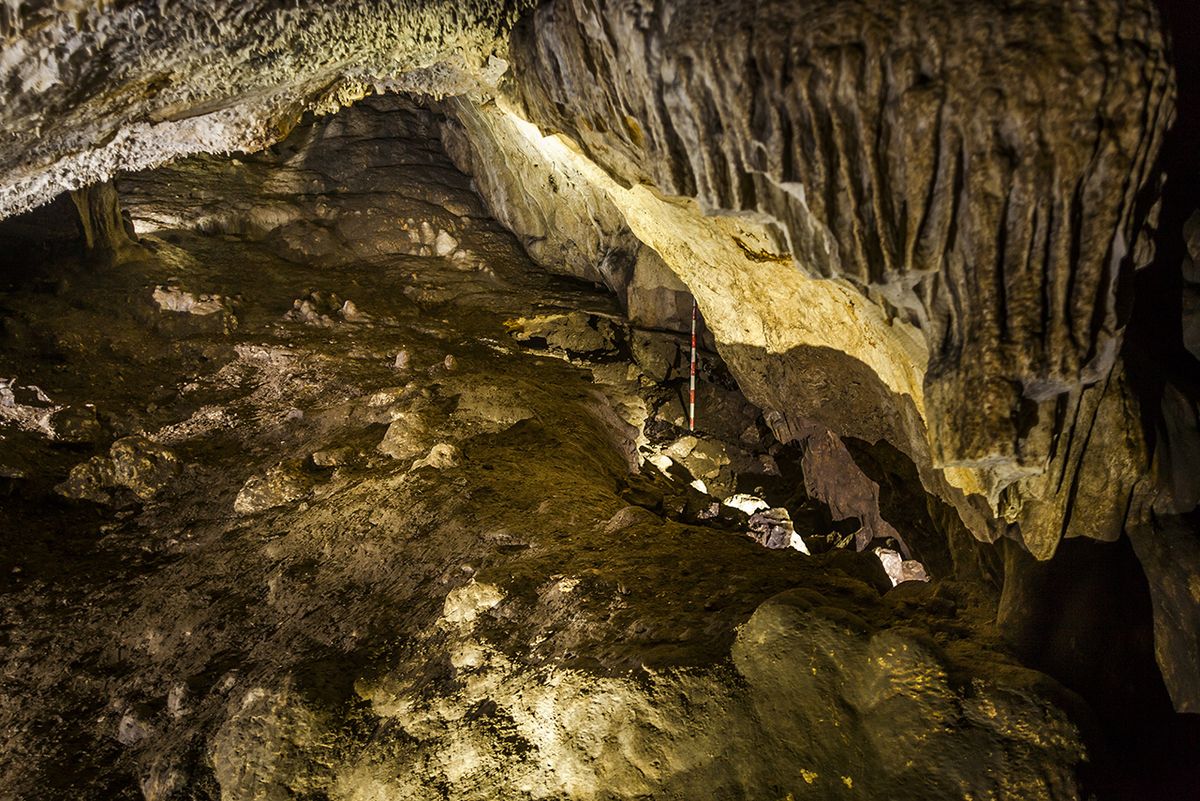 Failed brain surgery and possible human sacrifice revealed in Stone Age ...