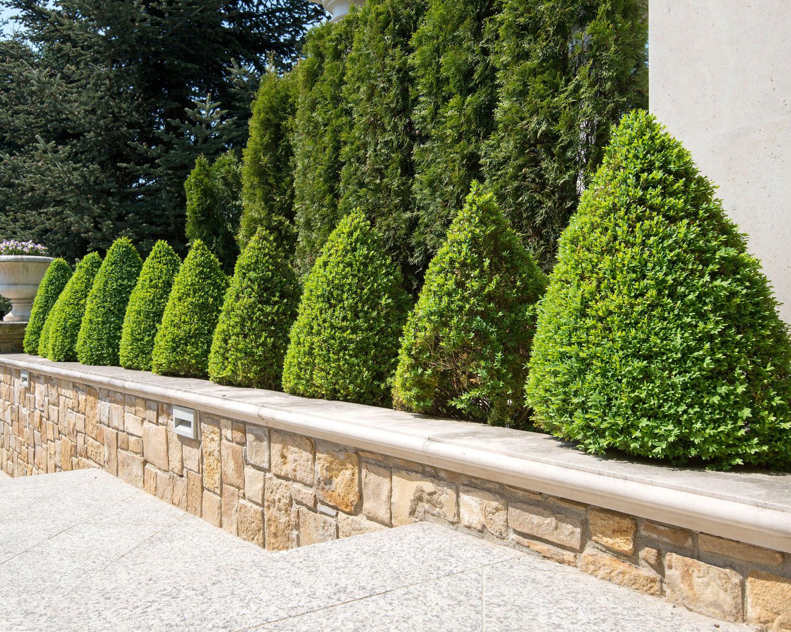Boxwood care: a guide to growing these evergreen shrubs | Gardeningetc