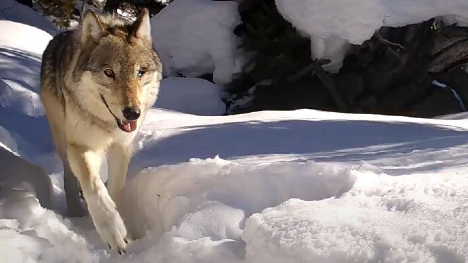 'She is so old': One-eyed wolf in Yellowstone defies odds by having ...